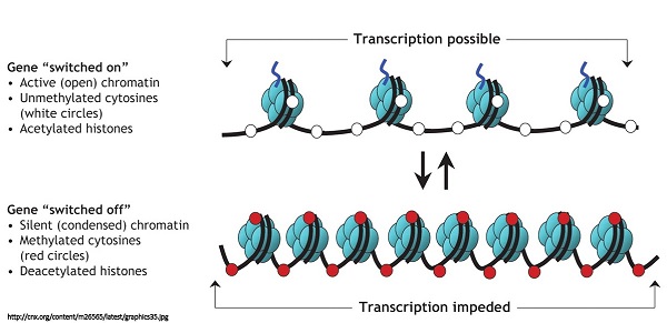 Undermethylation Archives | Second Opinion Physician