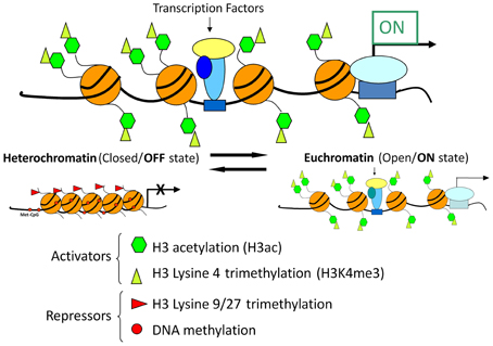 Overmethylation | Second Opinion Physician