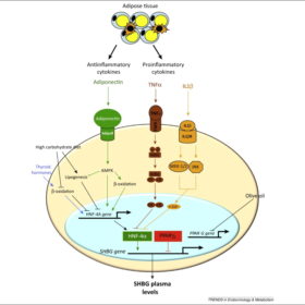Lyme, Total Ab Test/Reflex | Second Opinion Physician