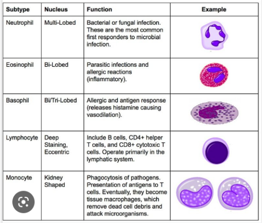 Elevated basophils, depression, high histamine & undermethylation.