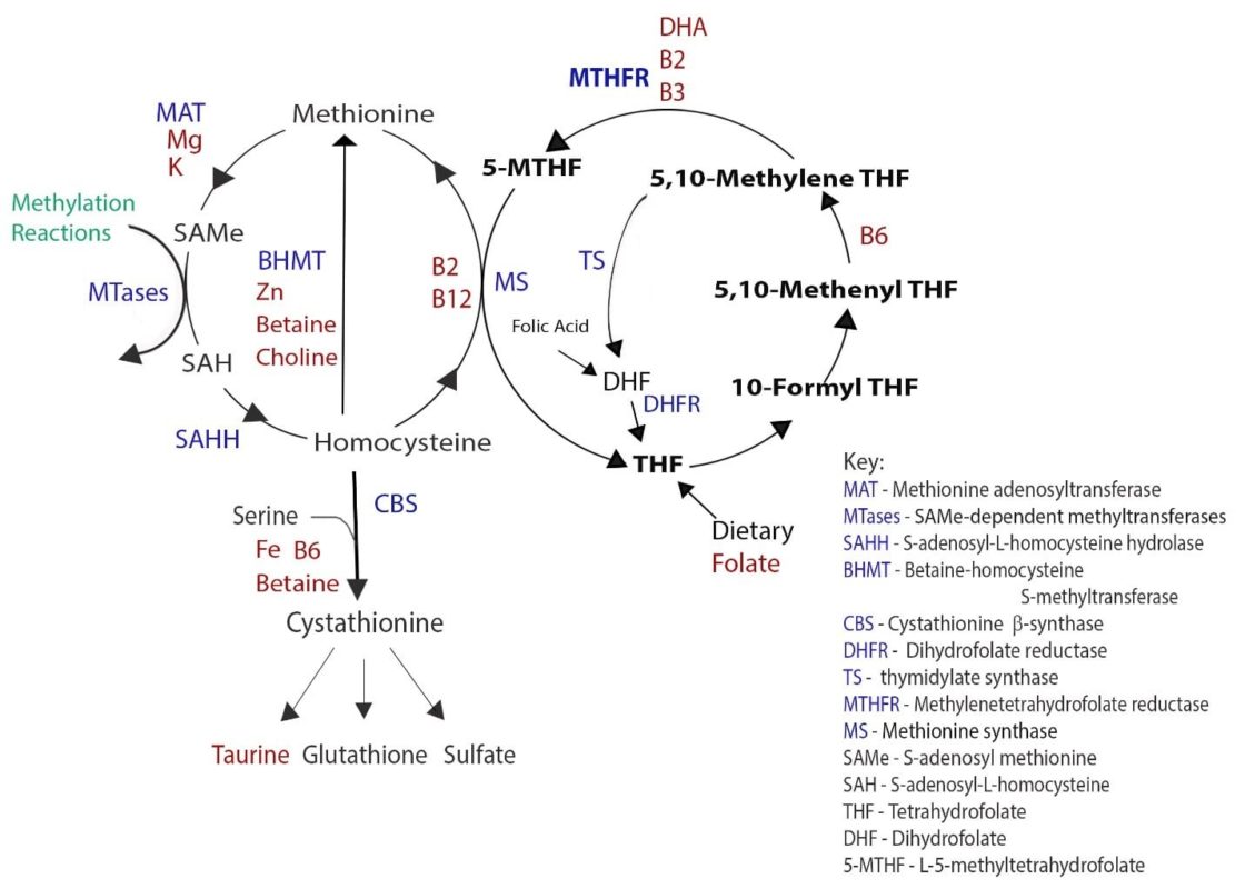 Methylation and Mental Health | Understanding the Walsh Approach