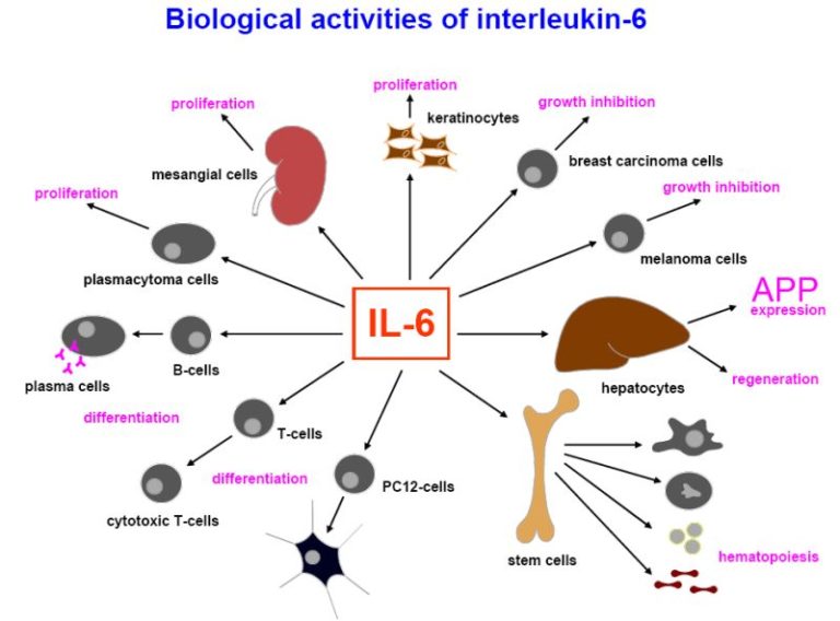 Interleukin 6, IL6 Serum Test | Second Opinion Physician