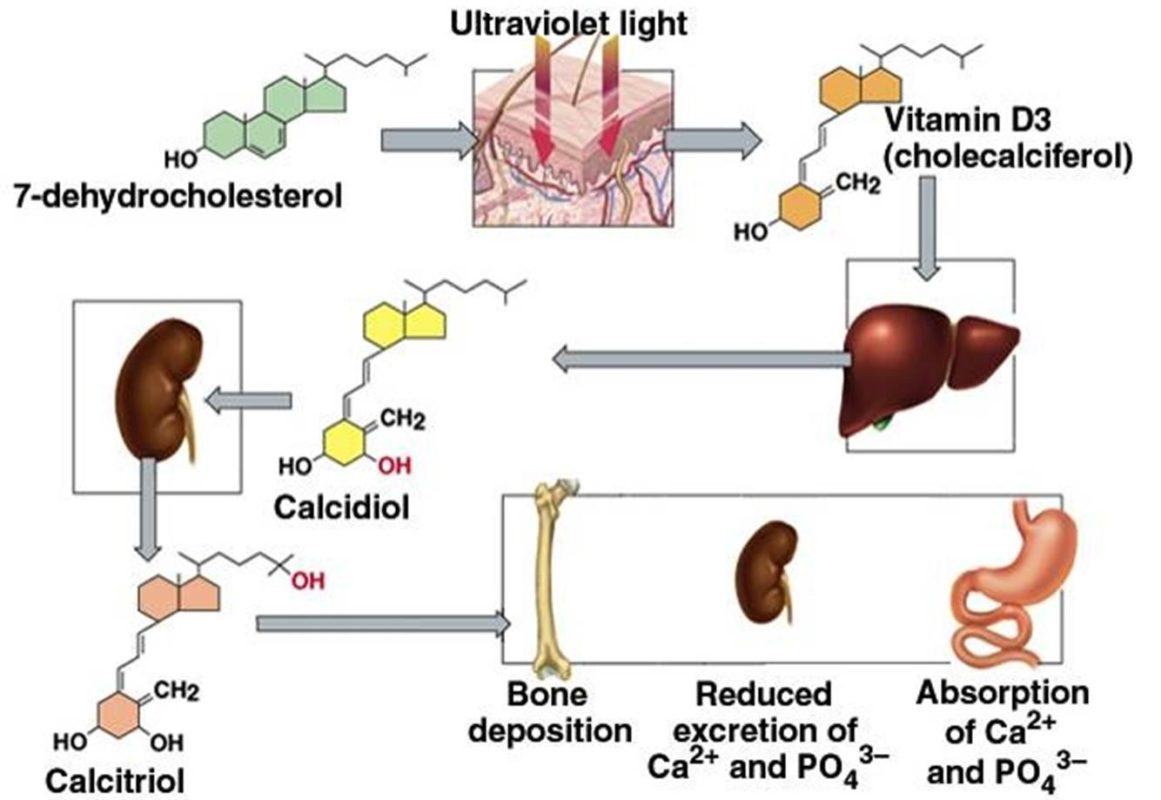 Vitamin D 1,25 Dihydroxy (Calcitriol) | Second Opinion Physician