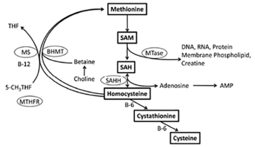 Elevated SAH in Undermethylation | Walsh Protocol Correction