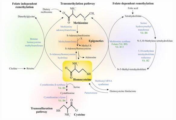 Lower Homocysteine Levels with Supplements, Diet, Lifestyle