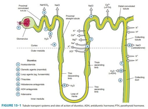 Elevated SAH in Undermethylation | Walsh Protocol Correction